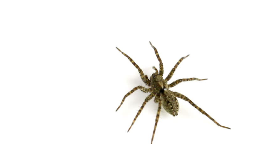 10 Things You’re Forgetting to do to Keep Spiders Away – All Clean Natural